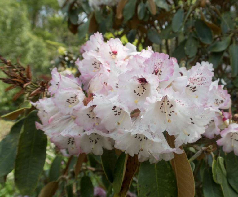 Rhododendron rex - Azaleas - New York Plants HQ