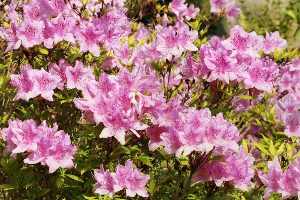 Rhododendron yedoense var. poukhanense - Yodogawa Azalea - Korean ...