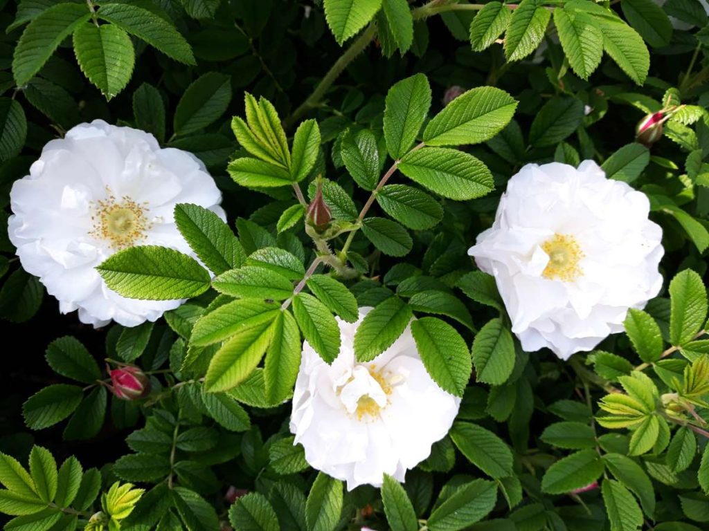 Rosa 'Alba Semiplena' - Rose x alba 'Semiplena' - New York Plants HQ