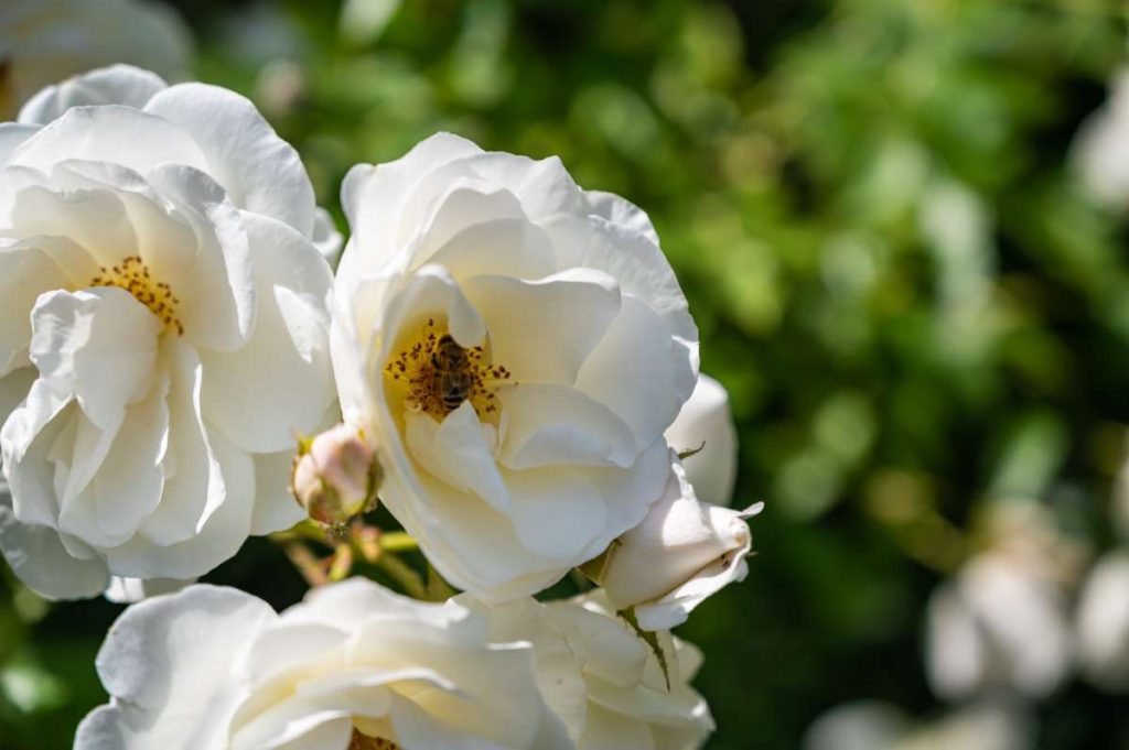 Rosa 'Climbing Iceberg' - New York Plants HQ