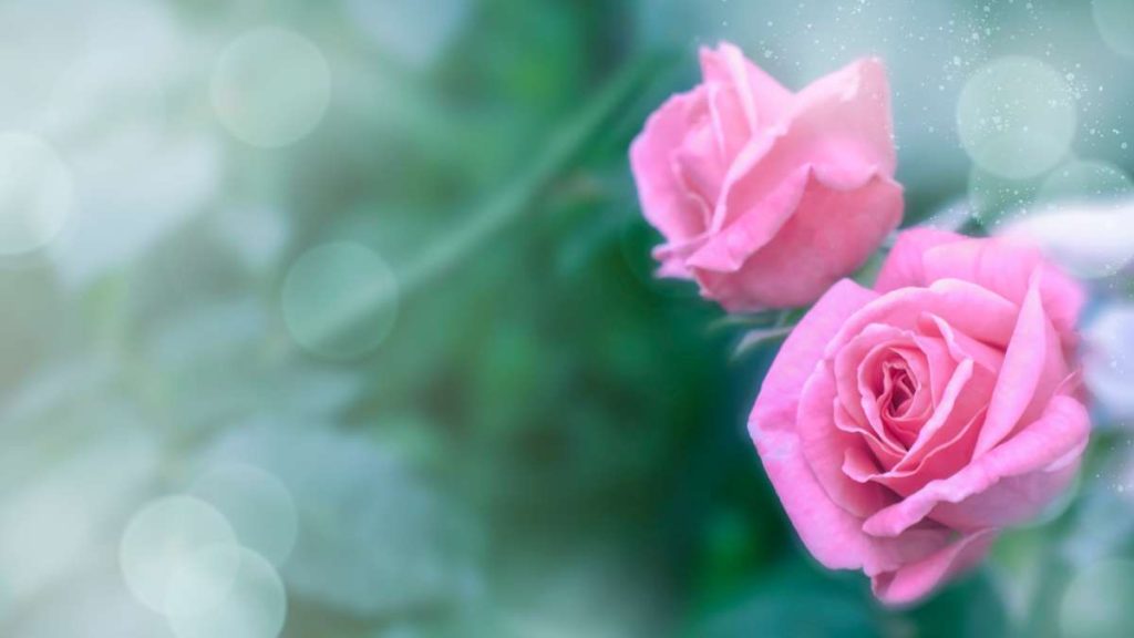 Rosa 'Congratulations' - Rose 'Sylvia' - Rose 'Congratulations' - Rosa ...