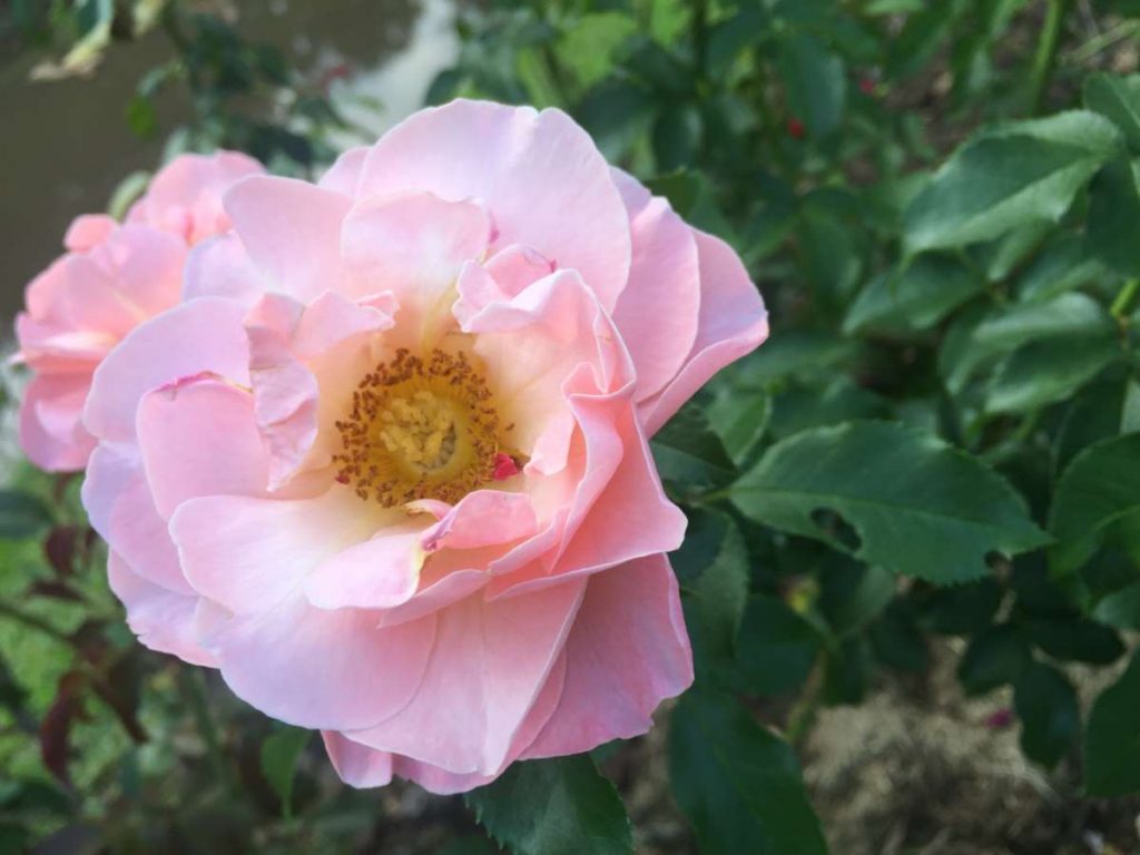 Rosa 'Dearest' - New York Plants HQ