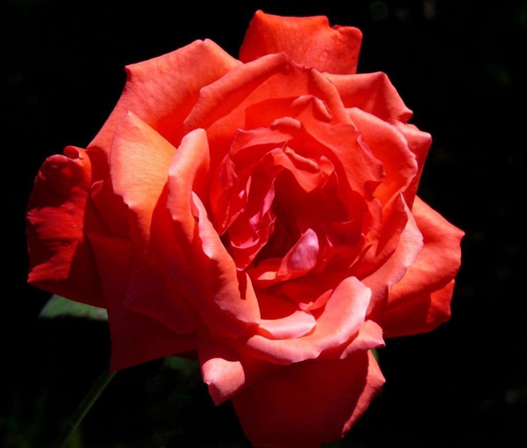 Rosa 'Dolly Parton' - Rose 'Dolly Parton' - New York Plants HQ