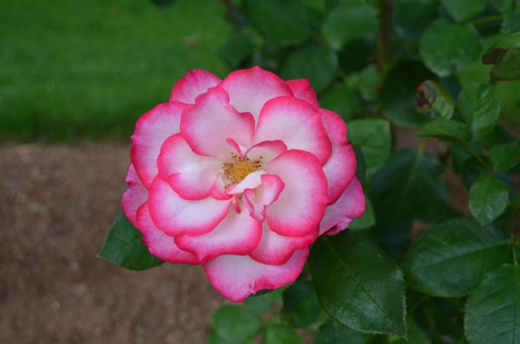 Rosa 'Hannah Gordon' - Rose 'Korweiso' - Rose 'Raspberry Ice' - New ...