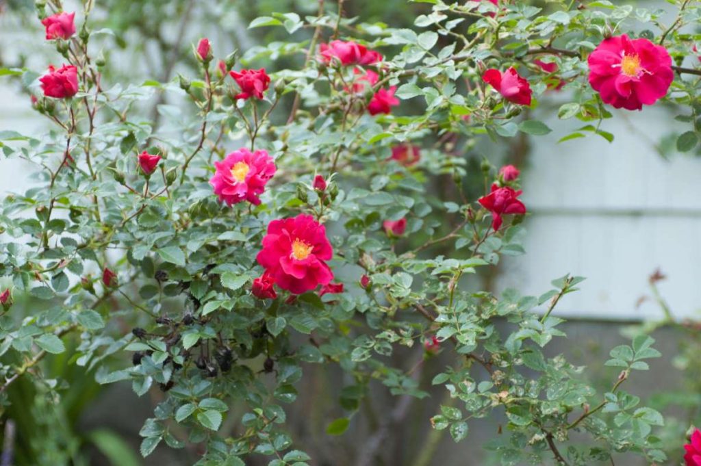 Rosa 'Henry Kelsey' - Rose 'Henry Kelsey' - New York Plants HQ