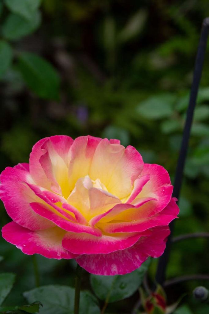 Rosa 'Jeepers Creepers' - Rose 'Jeeper's Creepers' - New York Plants HQ