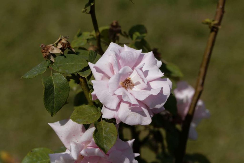 Rosa 'Kathleen Harrop' - Rose 'Kathleen Harrop' - New York Plants HQ