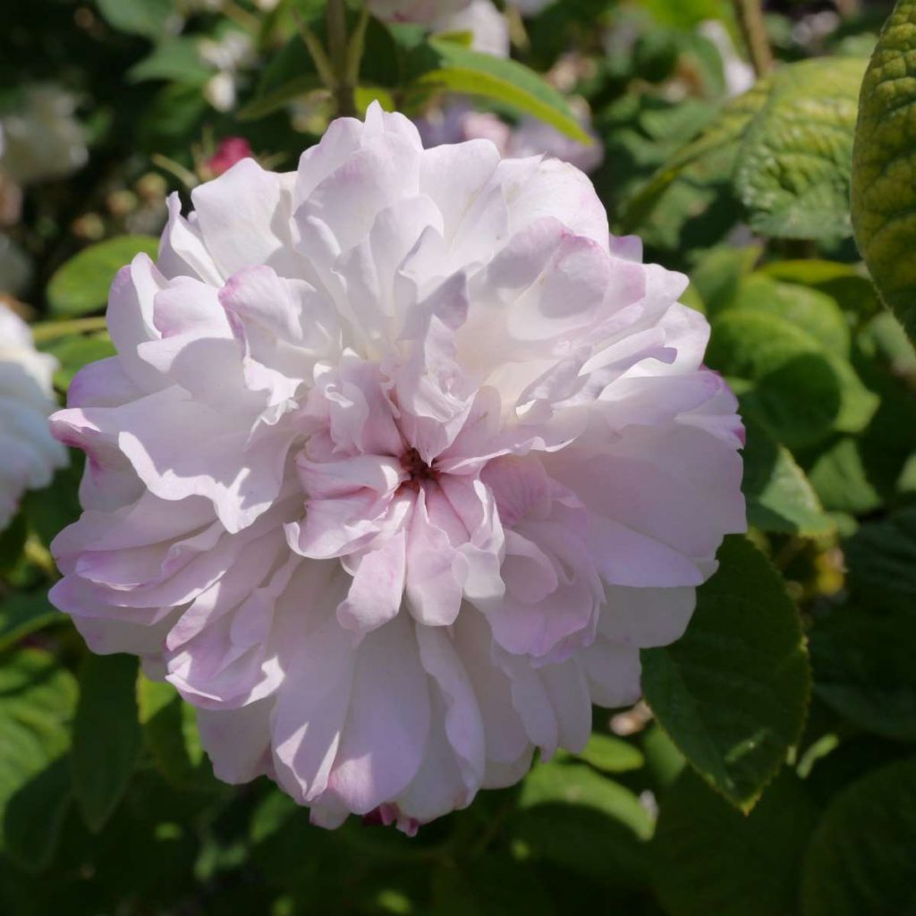 Rosa 'Leda' - Painted damask rose' - Rose 'Leda' - New York Plants HQ