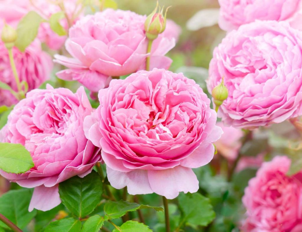 Rosa 'Mischief' - Rose 'Mischief' - New York Plants HQ