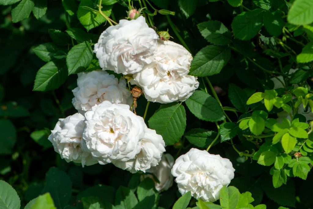 Rosa 'Mme. Plantier' - Rose 'Mme. Plantier' - New York Plants HQ
