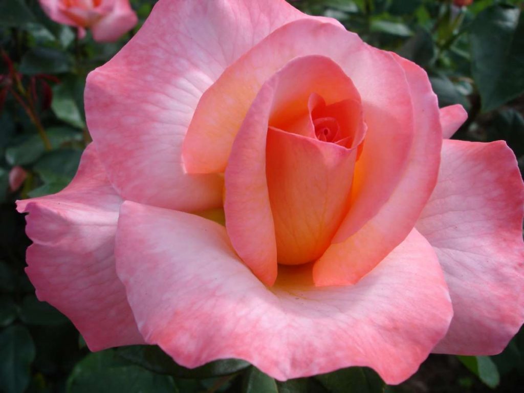 Rosa 'Paul Shirville' - Rose 'Heart Throb' - New York Plants HQ