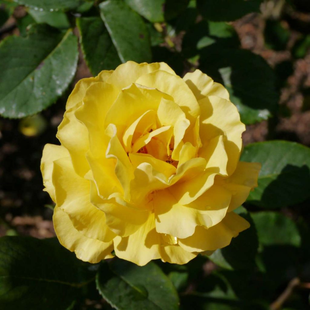 Rosa 'Princess Alice' - Rose 'Britz Lites' - Rose 'Zonta Rose' - Rose ...