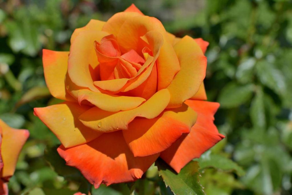 Rosa 'Remember Me' - Rose 'Remember Me' - New York Plants HQ