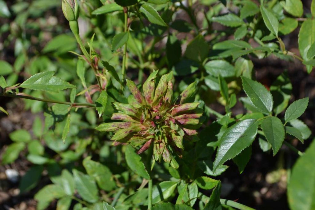Rosa x odorata 'Viridiflora' - Rose chinensis 'Viridiflora' - Rose 'Lu ...
