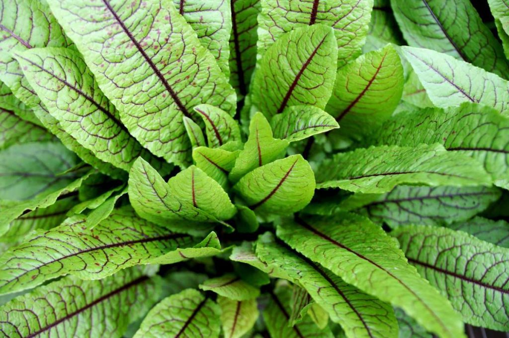 Rumex sanguineus - Bloody Dock - Red-veined Dock - Dock - Sorrel - New ...
