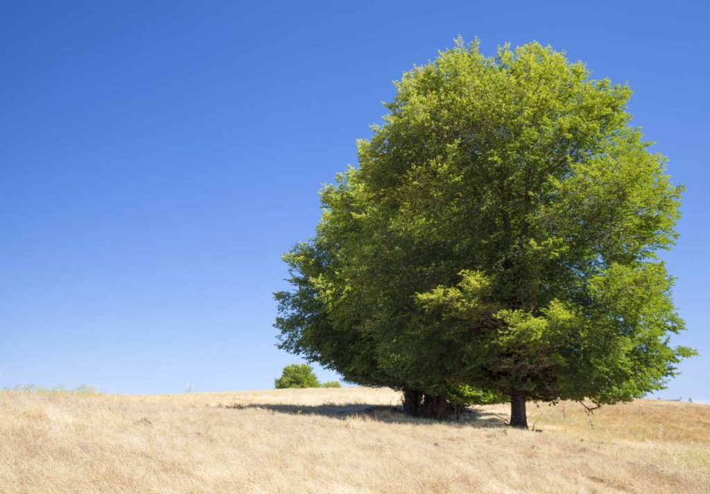 Ulmus minor ' Ulmus carpinifolia ' European field elm ' Smooth-leaf elm ...