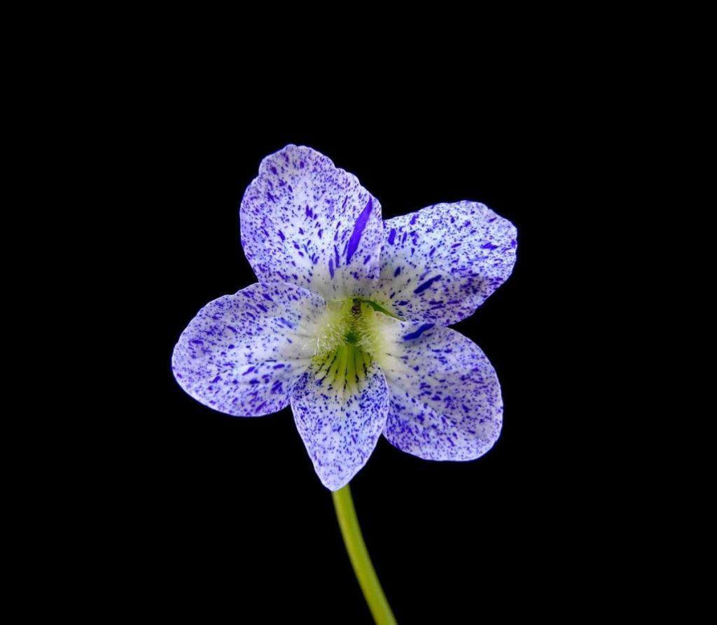 Viola sororia 'Freckles' - Viola papilionacea 'Freckles' - Woolly Blue ...