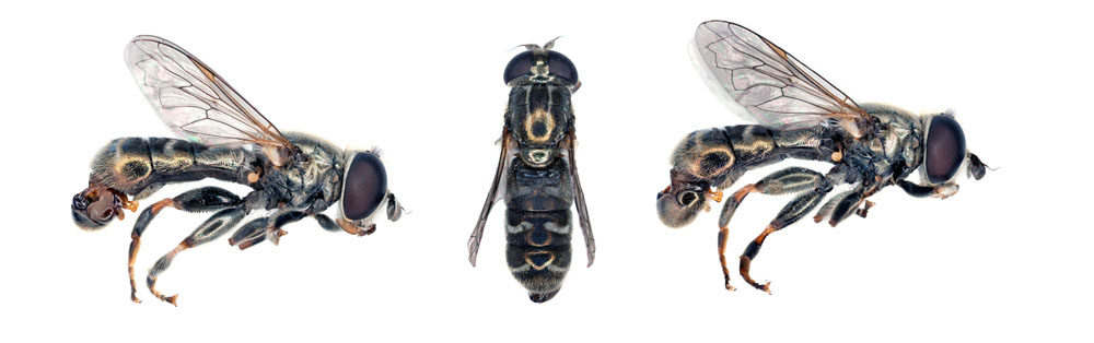 Lesser Bulb Fly - Emerus tuberculatus - New York Plants HQ