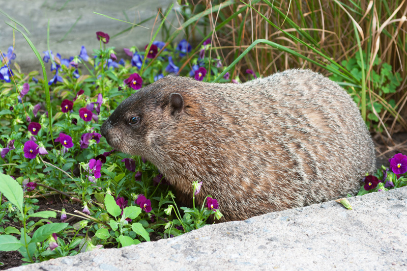 Groundhogs - New York Plants HQ