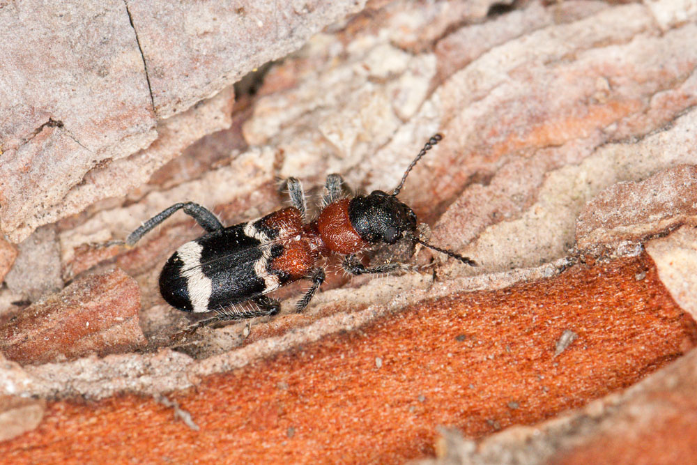 Clerid Beetles - Cleridae - New York Plants HQ