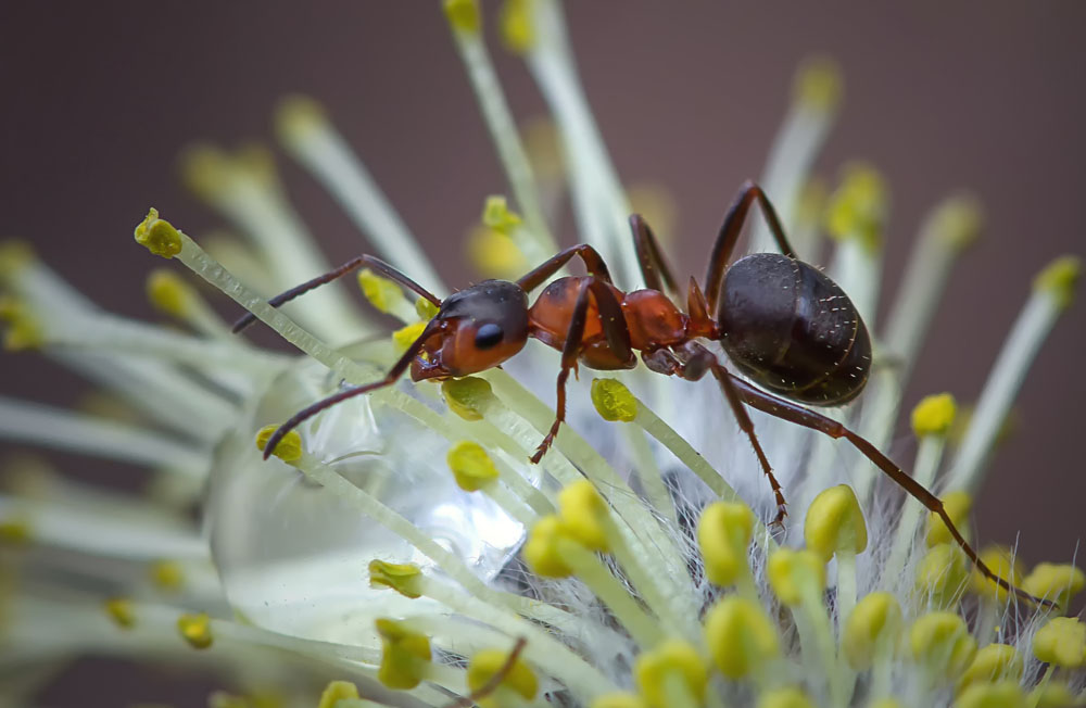 Field Ants - Formica spp. - New York Plants HQ