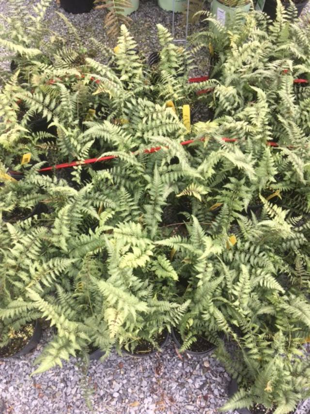 Athyrium niponicum 'Pictum' - Japanese Painted Fern - New York Plants HQ