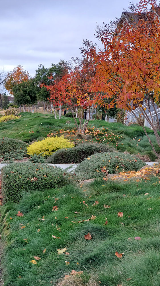 Festuca rubra – Red Fescue – Creeping Red Fescue – Fescue - New York ...