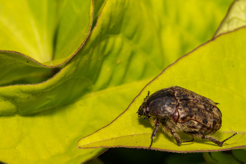 Bumble Flower Beetle - Euphoria inda - New York Plants HQ