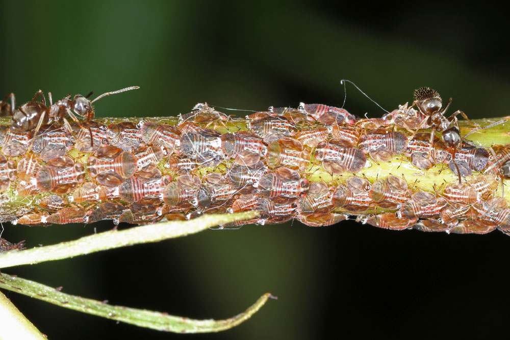 Pear Psylla - Cacopsylla pyricola - New York Plants HQ