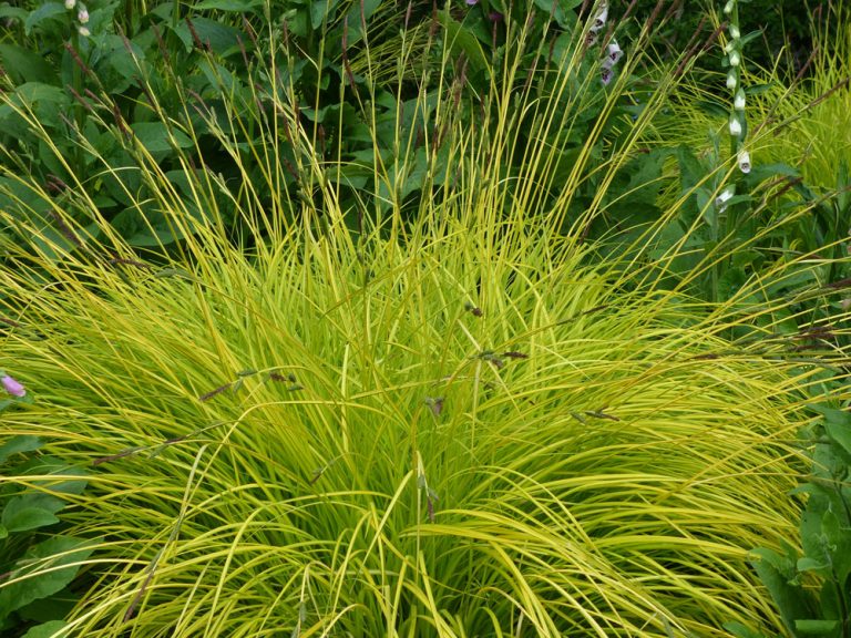 Carex elata 'Aurea' - Carex stricta 'Aurea' - Bowles Golden Sedge ...