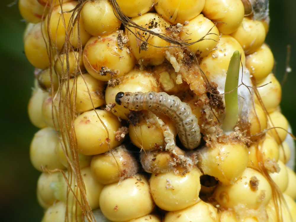 European Corn Borer - Ostrinia nubilalis - New York Plants HQ