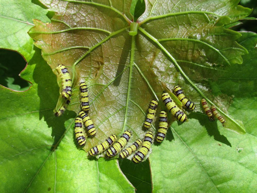 Yellow And Black Caterpillar On Grape Leaves at Sara Huff blog