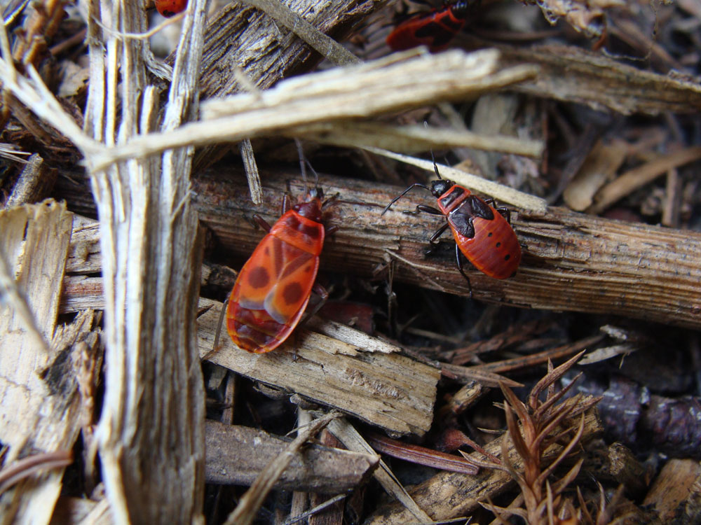 Clinch Bugs - New York Plants HQ
