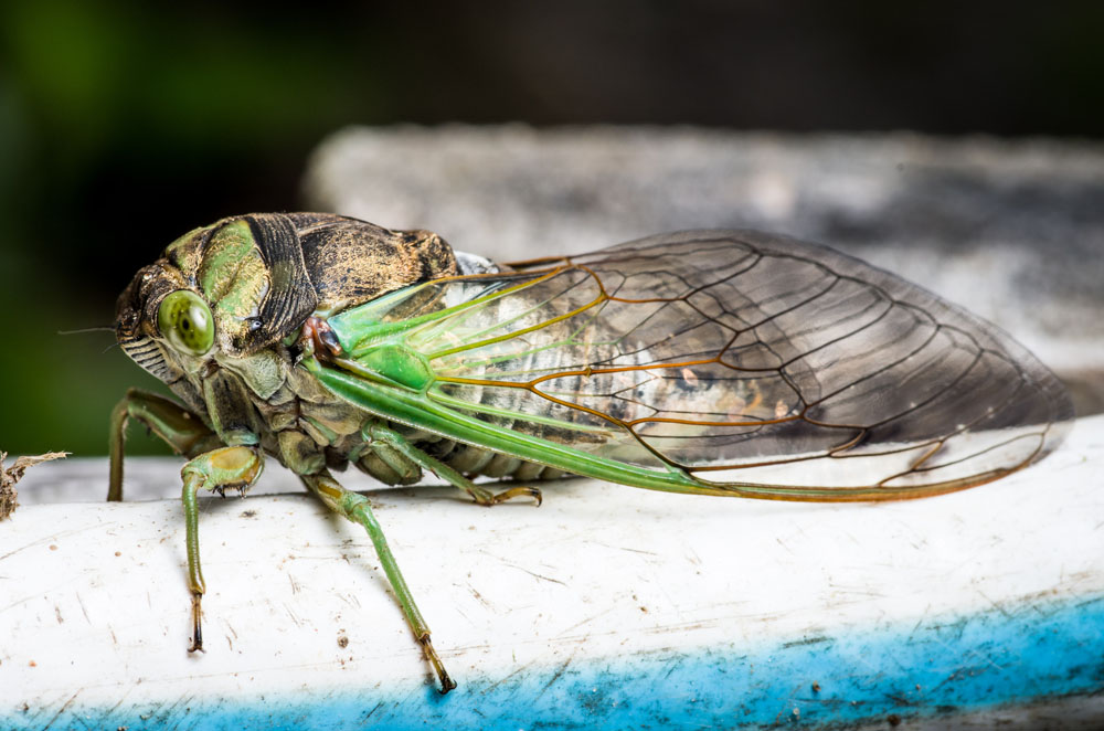 Dog-day Cicadas - Tibicen spp. - New York Plants HQ