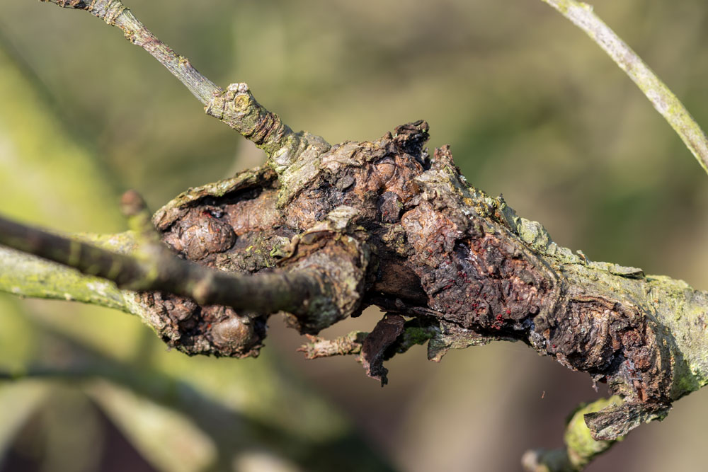 Cankers - New York Plants HQ