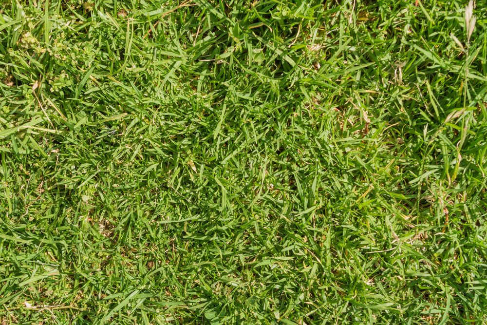 Paspalum vaginatum - Seashore paspalum - New York Plants HQ