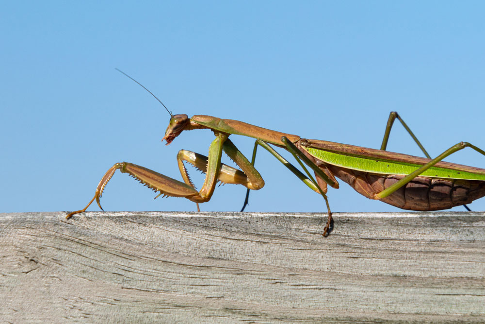 Chinese Mantid - Tenodera aridifolia sinesis - New York Plants HQ