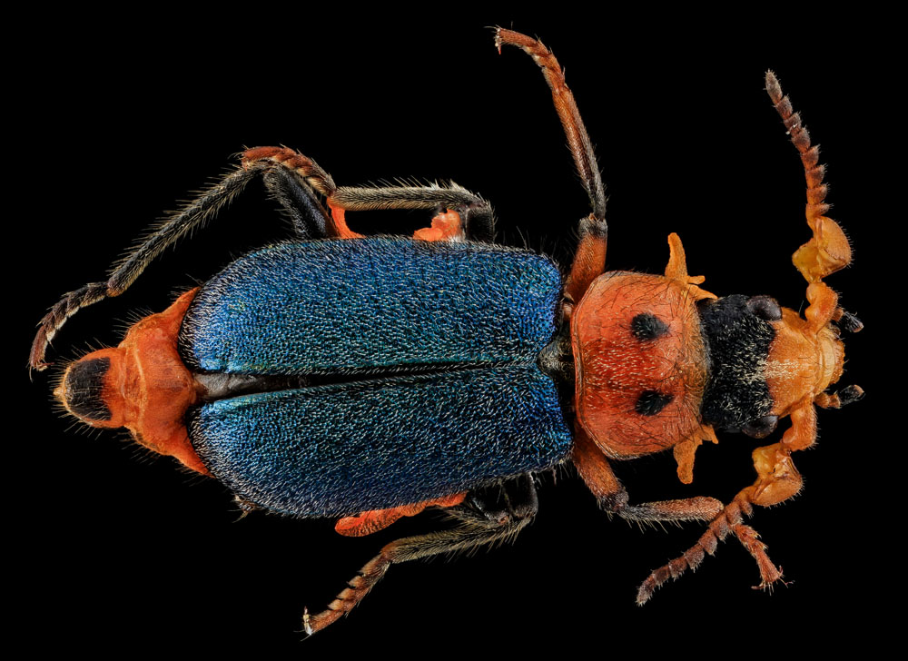 Collops Beetles - Collops spp. - New York Plants HQ