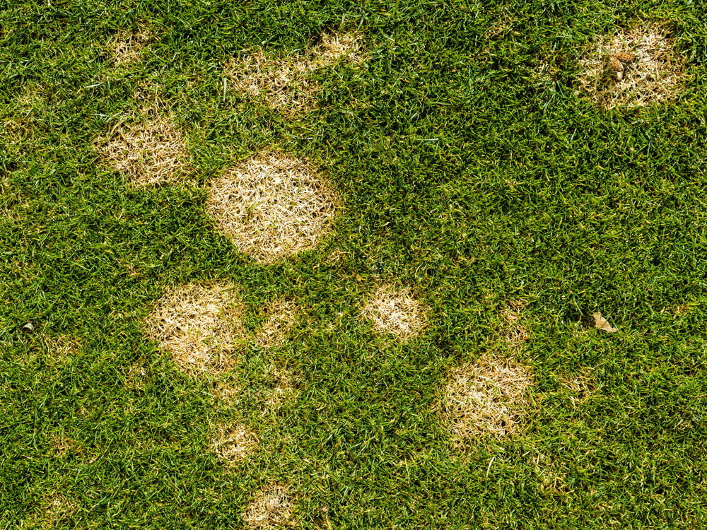 Fusarium Blight - New York Plants HQ