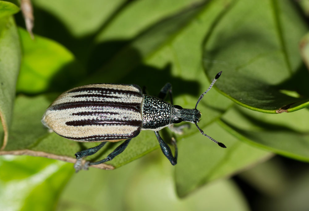 Diaprepes Root Weevil - Diaprepes abbreviates - New York Plants HQ