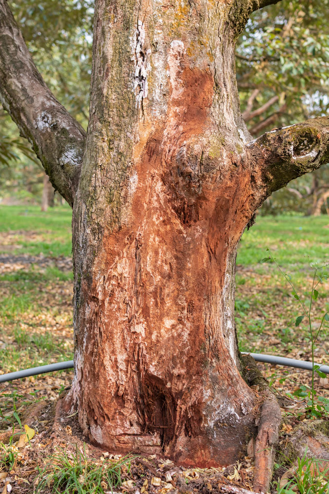 Phytophthora Root Rot - New York Plants HQ