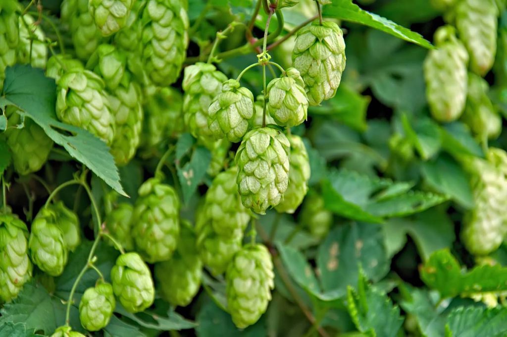 Humulus lupulus - Common Hops - Hops - Hop - New York Plants HQ