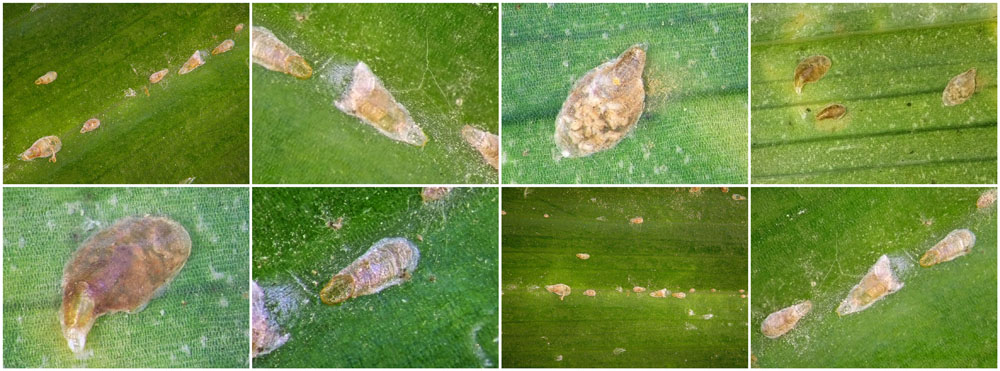 Fern Scale - Pinnaspis aspidistrae - New York Plants HQ