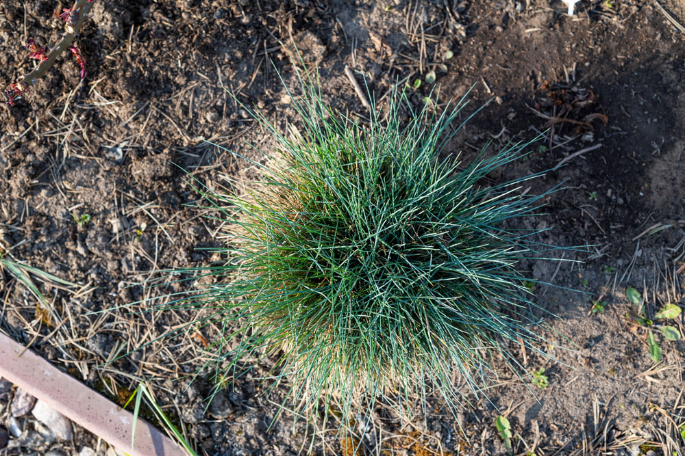 Festuca spp. – Fine Fescues - New York Plants HQ