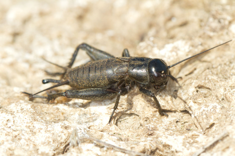 Field Crickets - Gryllus spp. - New York Plants HQ