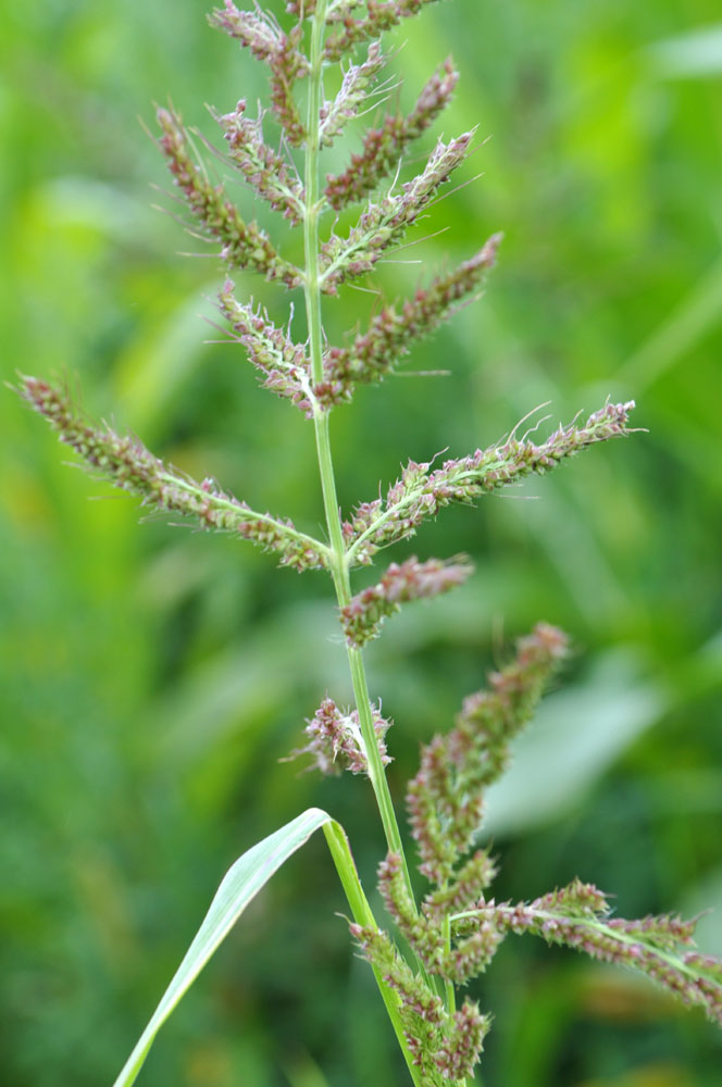Barnyard Grass - New York Plants HQ