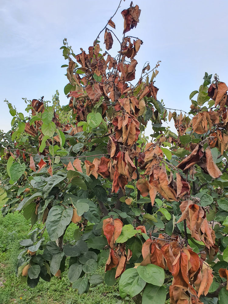 Fire Blight - New York Plants HQ