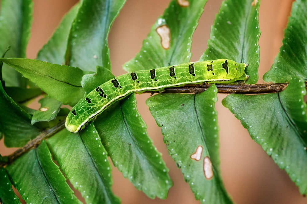 Florida Fern Caterpillar - Calllopistria floridensis - New York Plants HQ