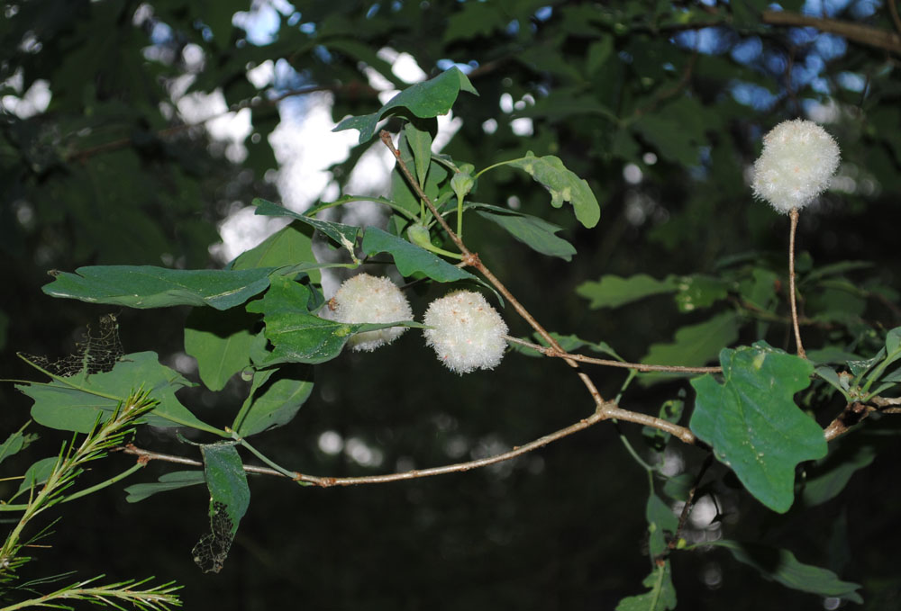 Wool Sower Gall Wasp - Callirhtis seminator - New York Plants HQ
