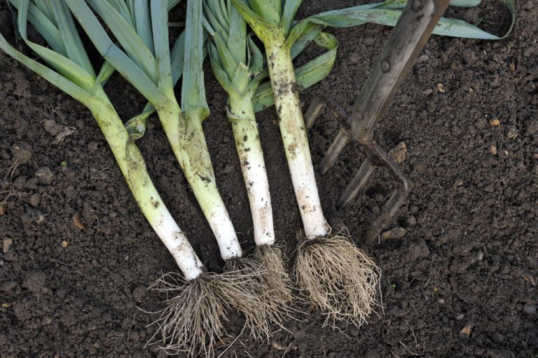 Allium porrum - Allium ampeloprasum var. porum - Leek - Onion - New ...